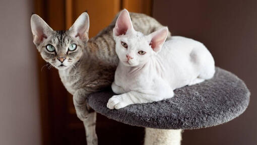 Devon Rex: Steckbrief, Charakter & weitere Tipps | Purina AT